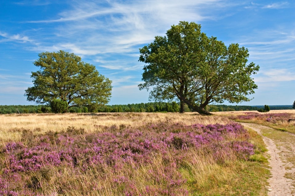 Die Lüneburger Heide: Natur erleben mit allen Sinnen | Der Varta-Führer