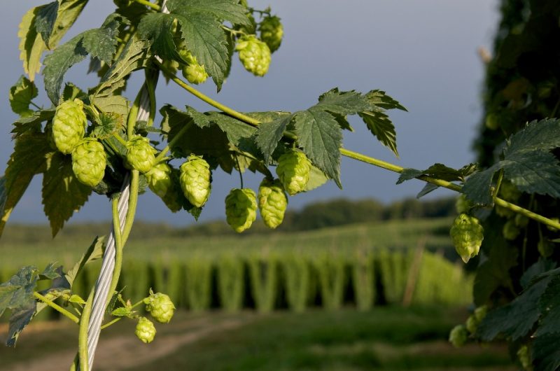Freizeit-Guide | Die Hallertau: Das Land des Hopfens | Der Varta-Führer