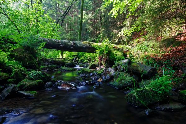 Freizeit-Guide | Hermannsweg – Wandern im Wald | Der Varta-Führer