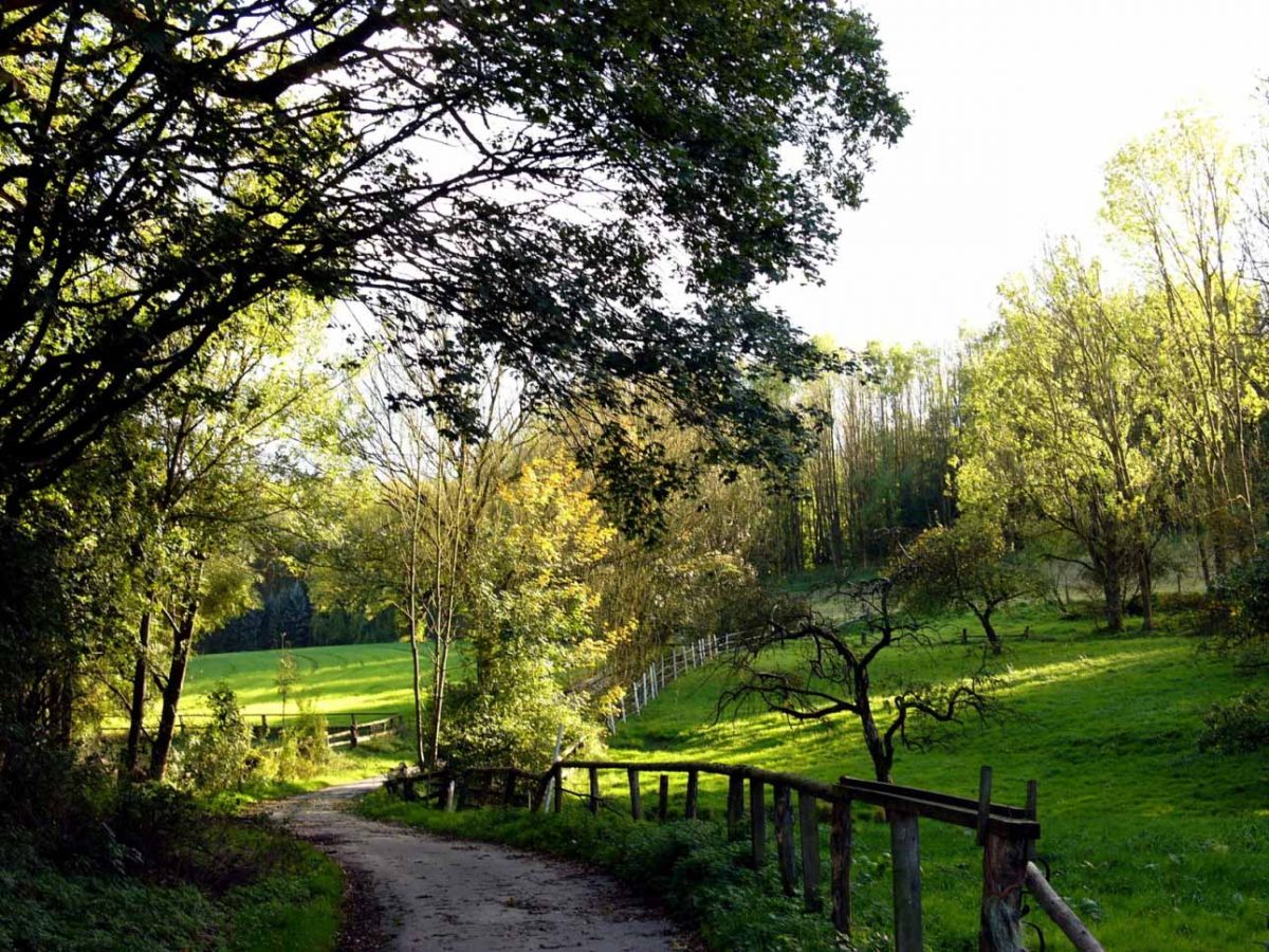 Freizeit-Guide | Hermannsweg – Wandern im Wald | Der Varta-Führer
