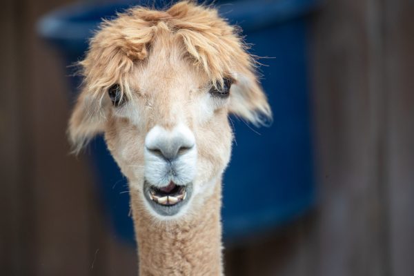 Freizeit-Guide | Alpaka-Trekking: „Woll... wohlfühlen“ | Der Varta-Führer