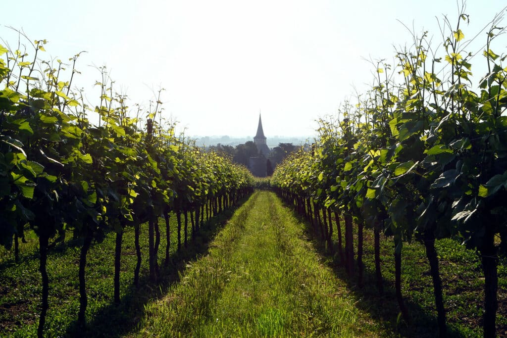 Weingut Knipser, Pfalz am Rhein | Der Varta-Führer
