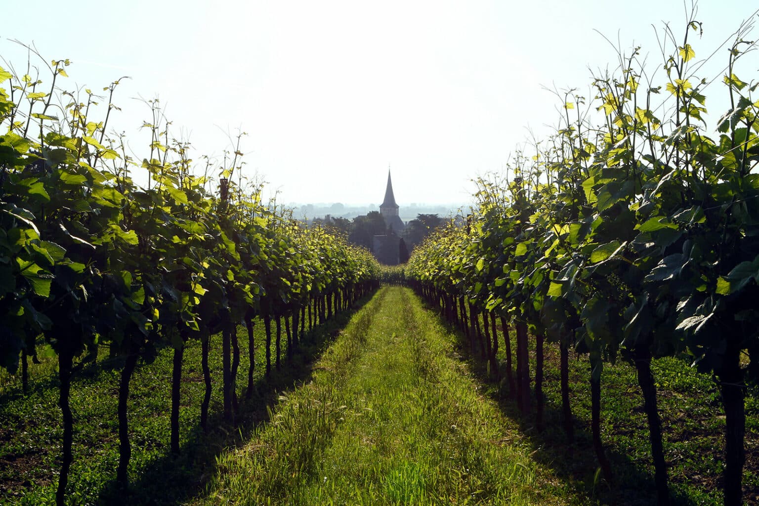 Weingut Knipser, Pfalz am Rhein | Der Varta-Führer